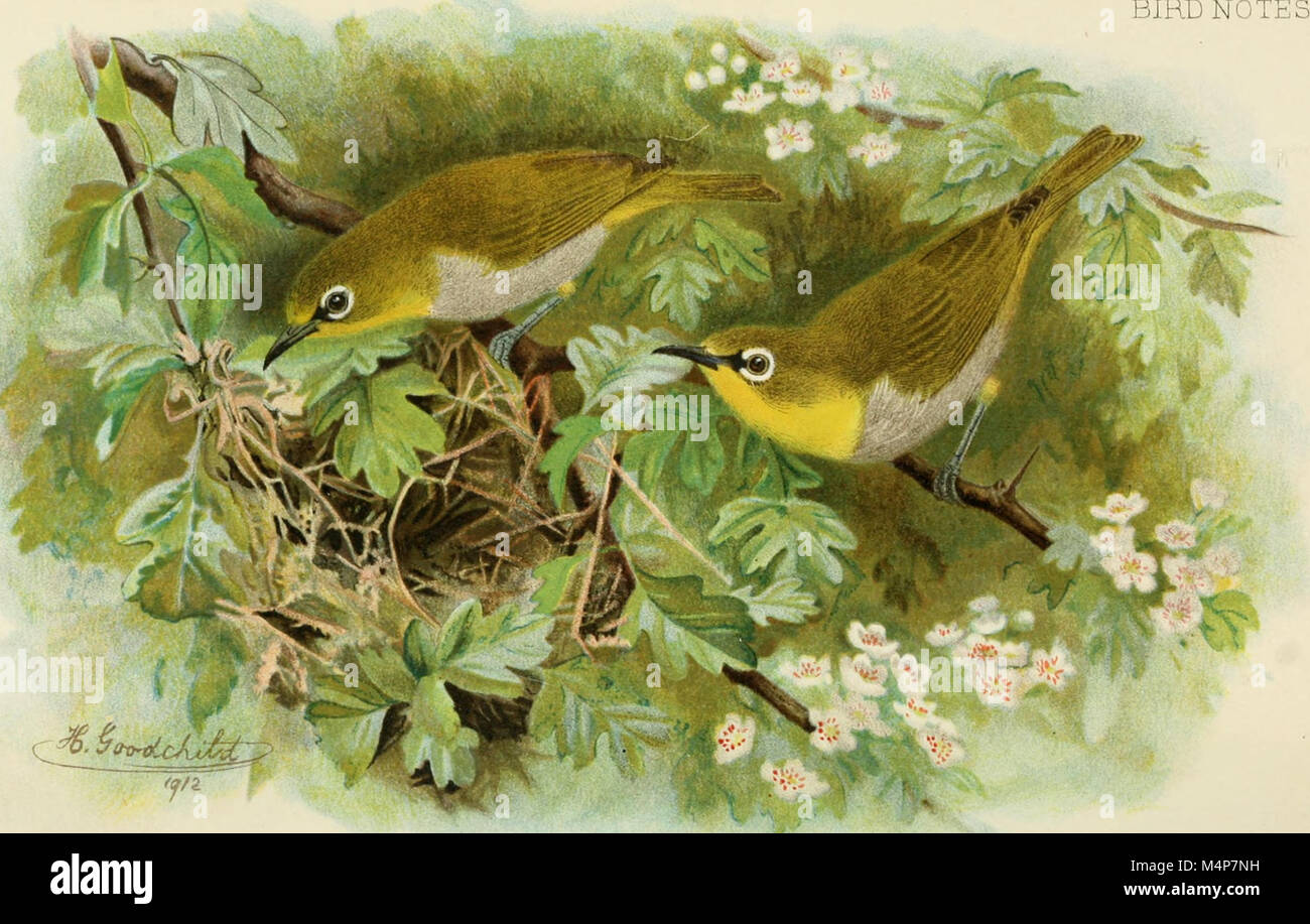 'Bird Notes' (1913) is a collection of observations and reports on bird ...