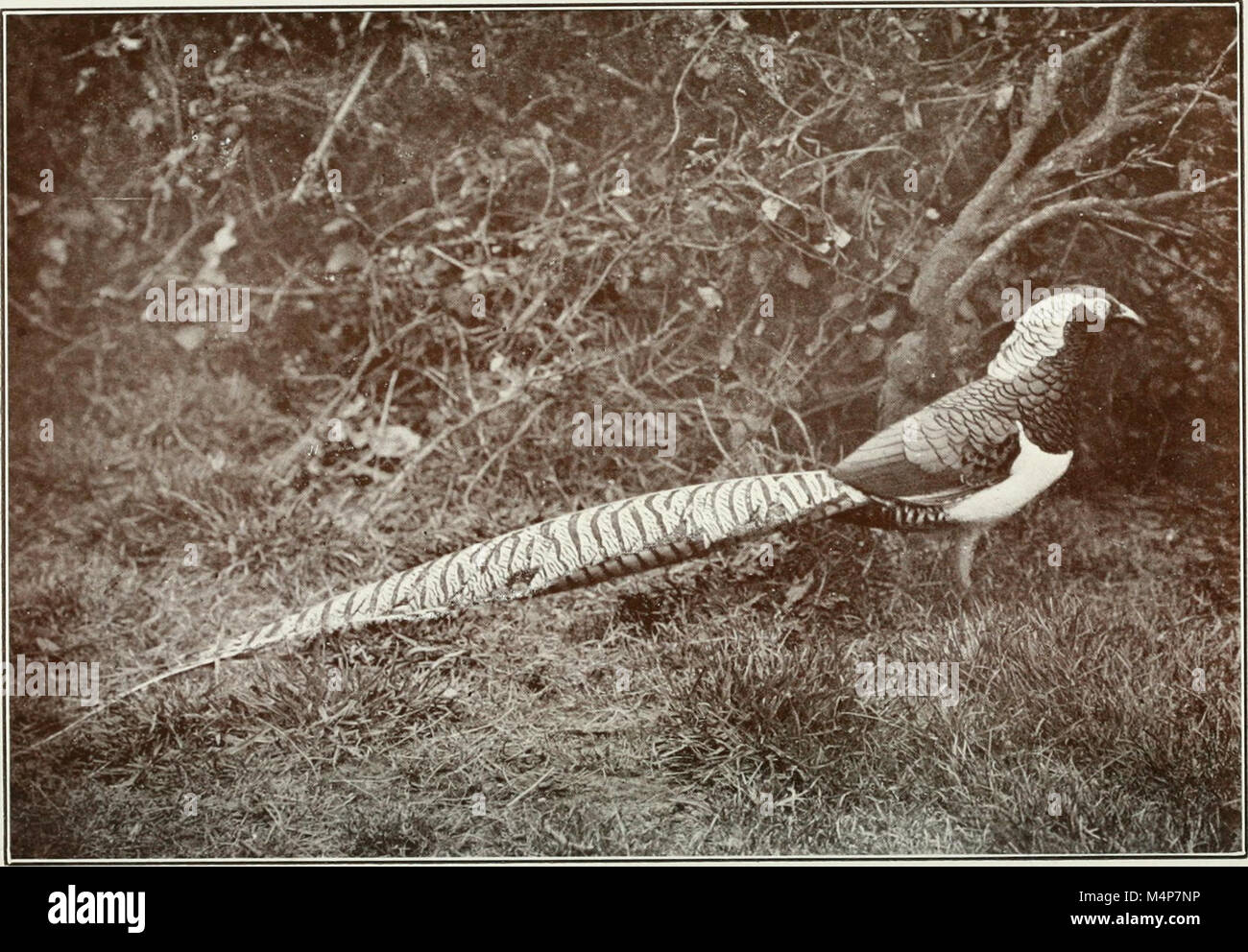 A 1913 publication focused on observations of bird species, their ...