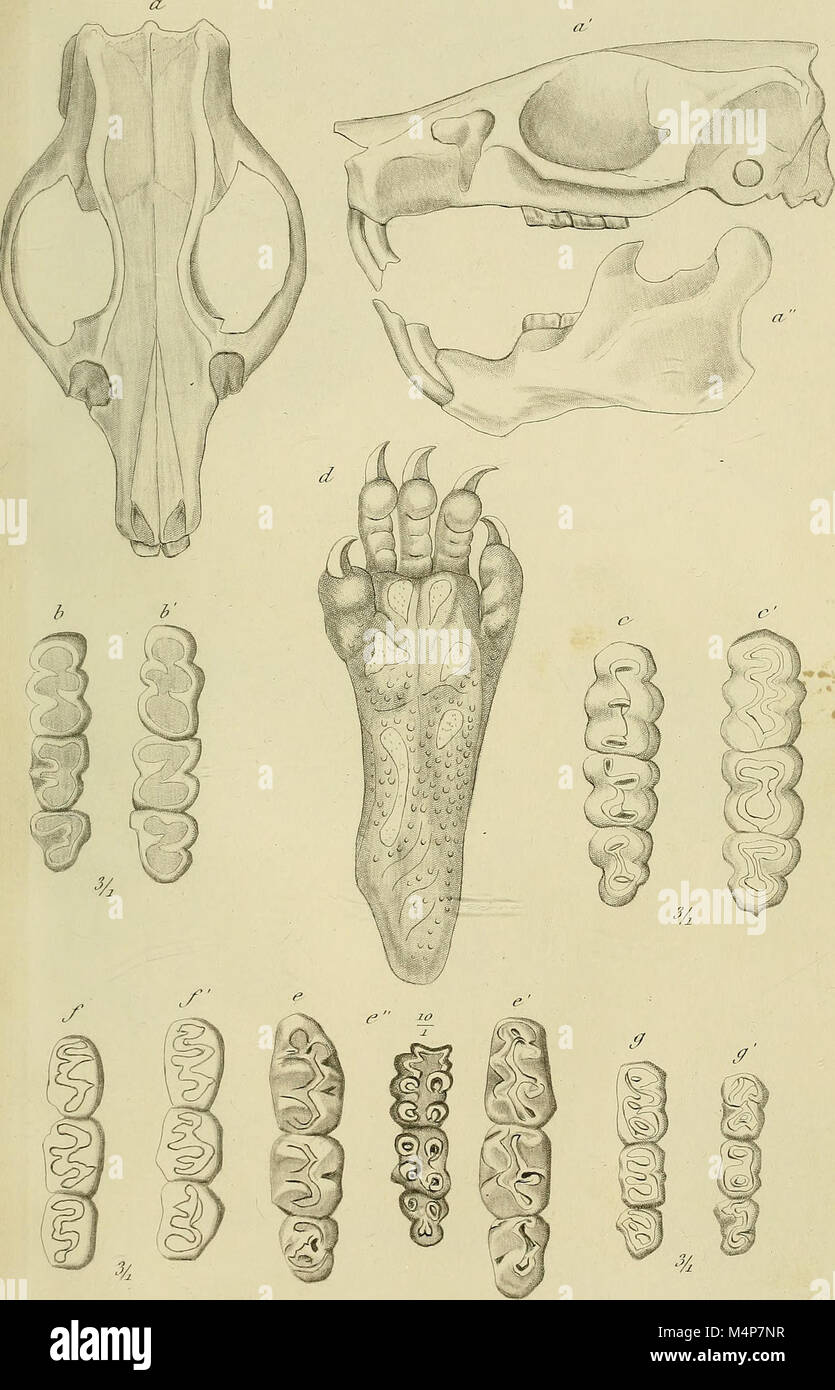 Annales des Sciences Naturelles (1885) is a scientific journal ...