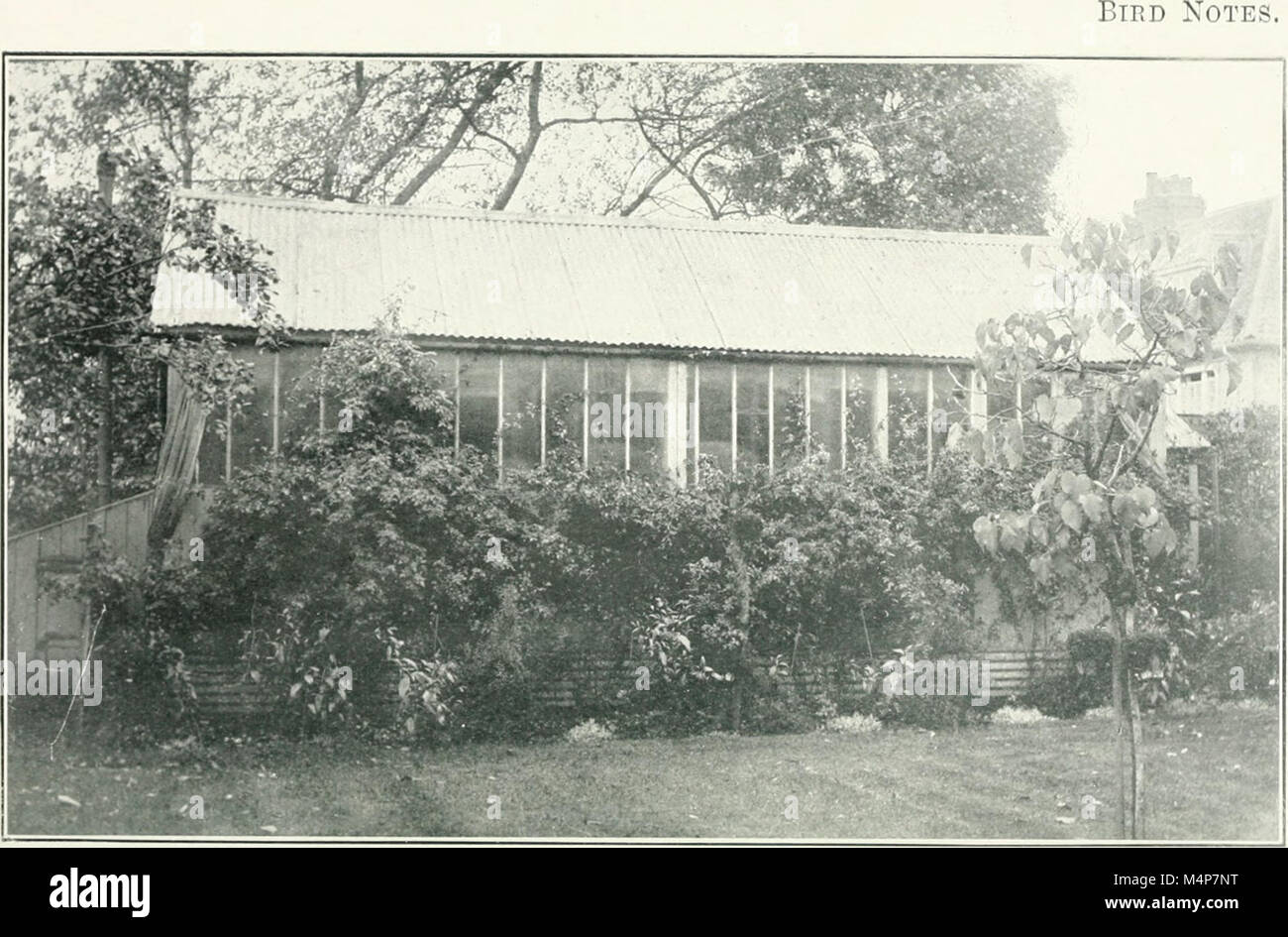 'Bird Notes' (1913) offers observations on bird species, behavior, and ...