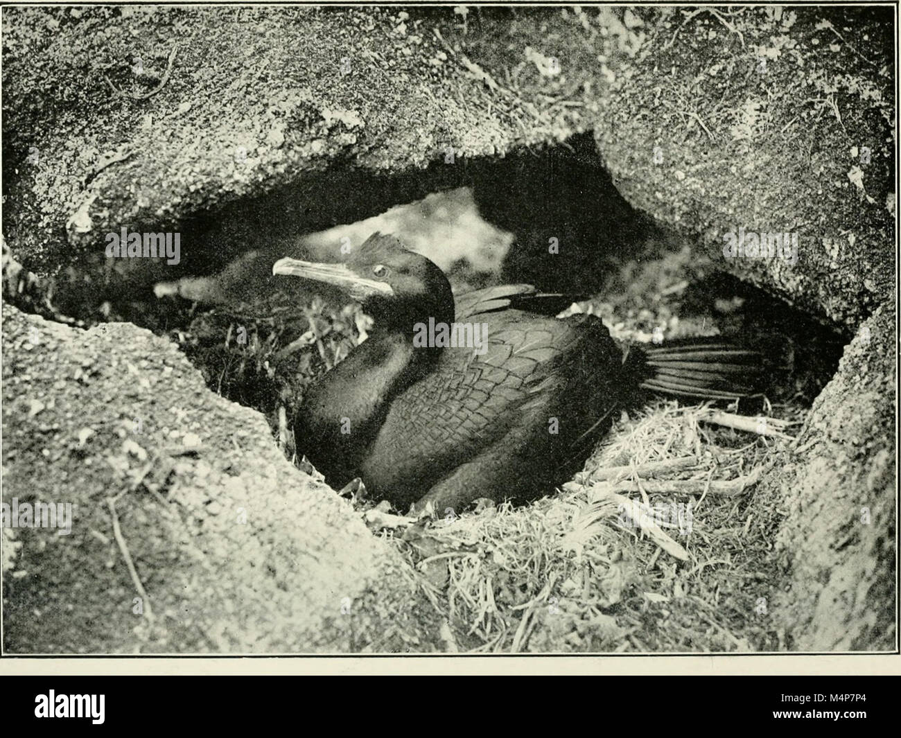 Published in 1913, this work provides detailed observations on various ...