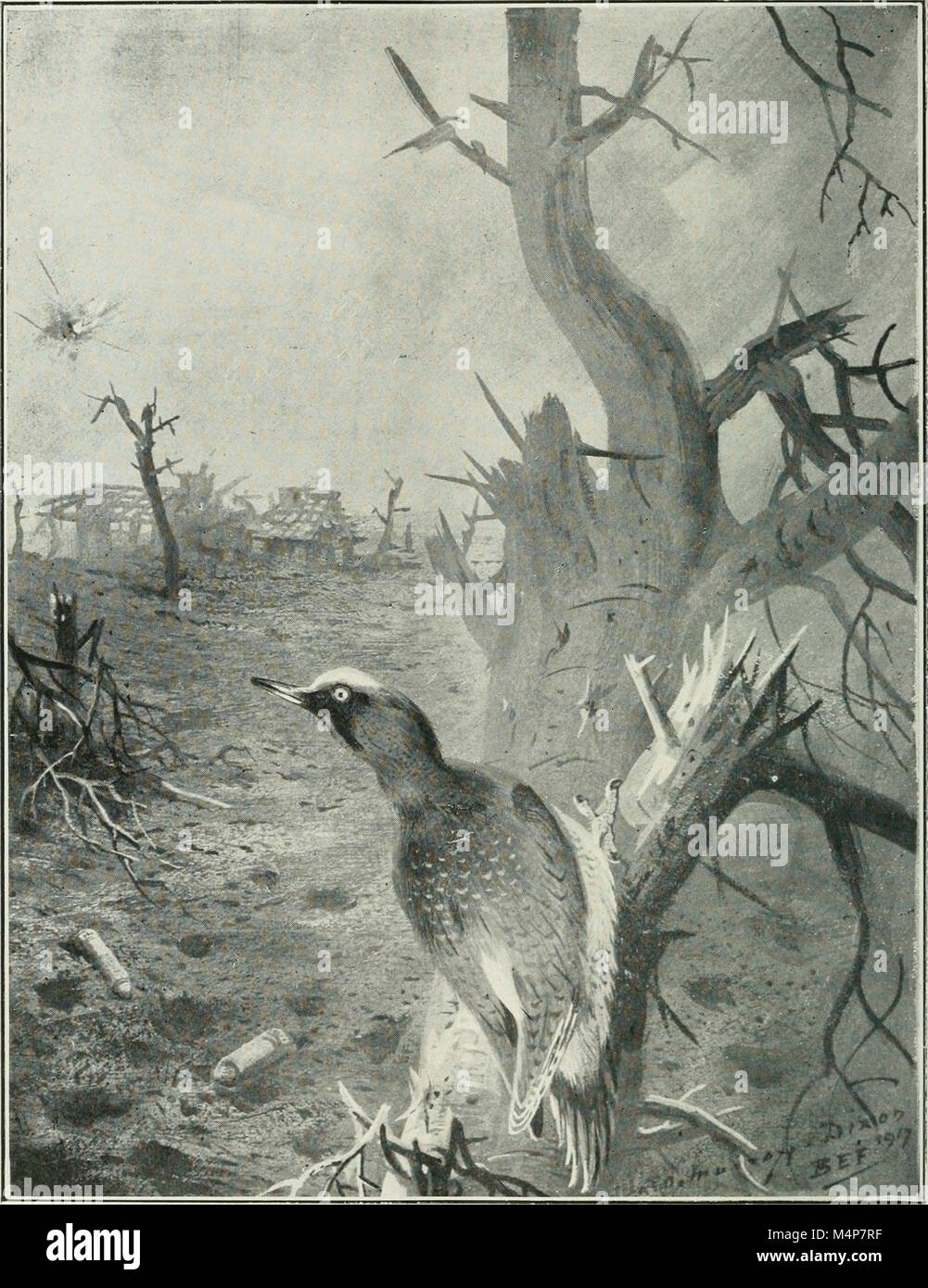 'Bird Notes' from 1917 focuses on bird observation, documenting species ...