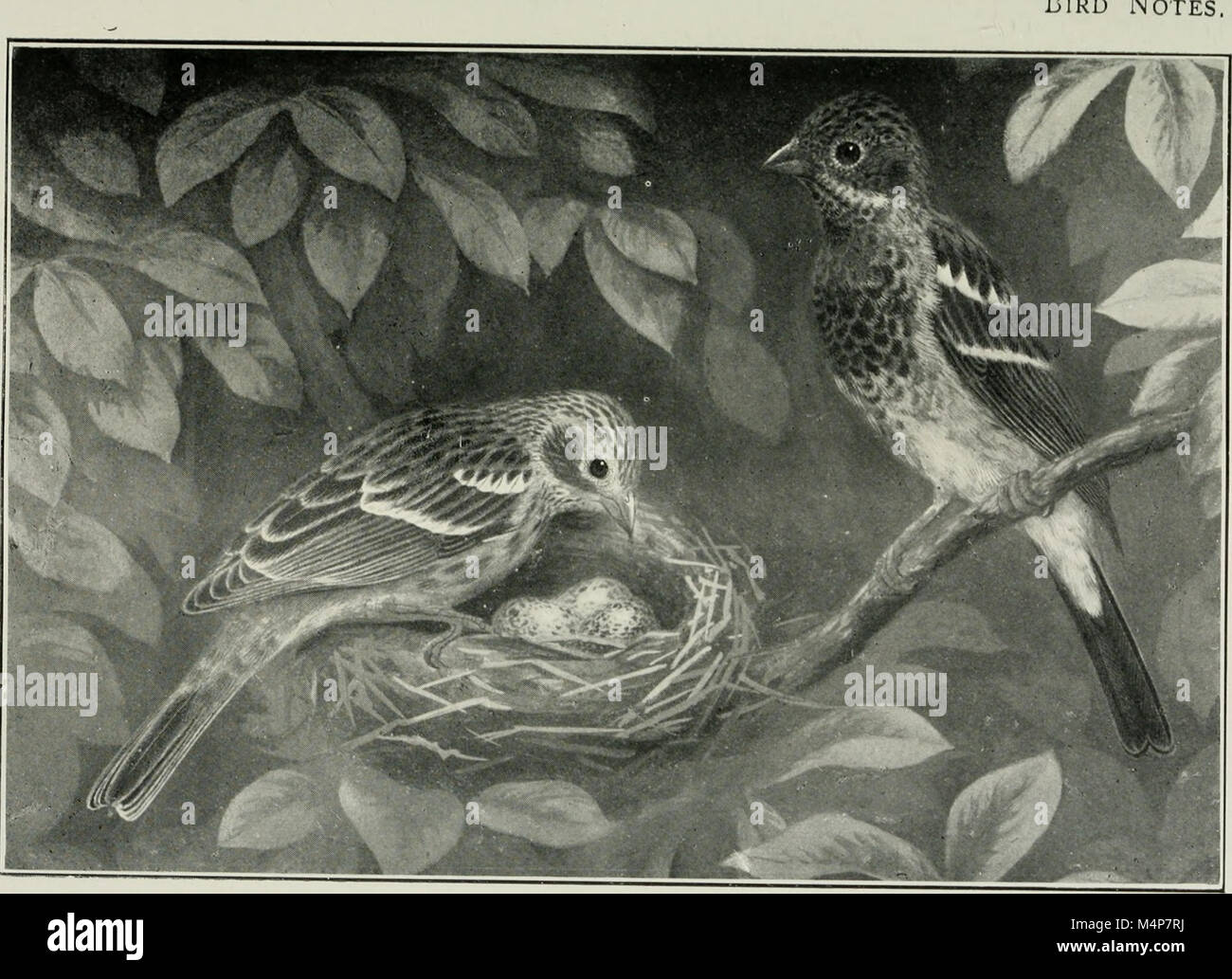 Bird Notes, published in 1917, is a periodical featuring articles and ...