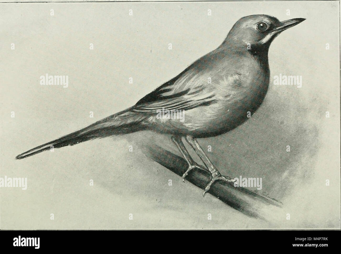Bird notes (1917) (14564659849 Stock Photo - Alamy