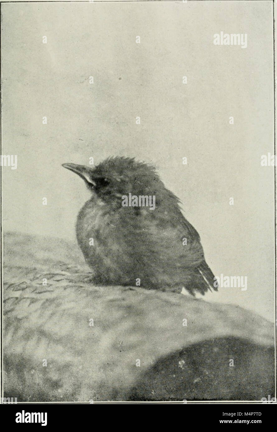 Bird Notes (1917) is a publication documenting observations of various ...