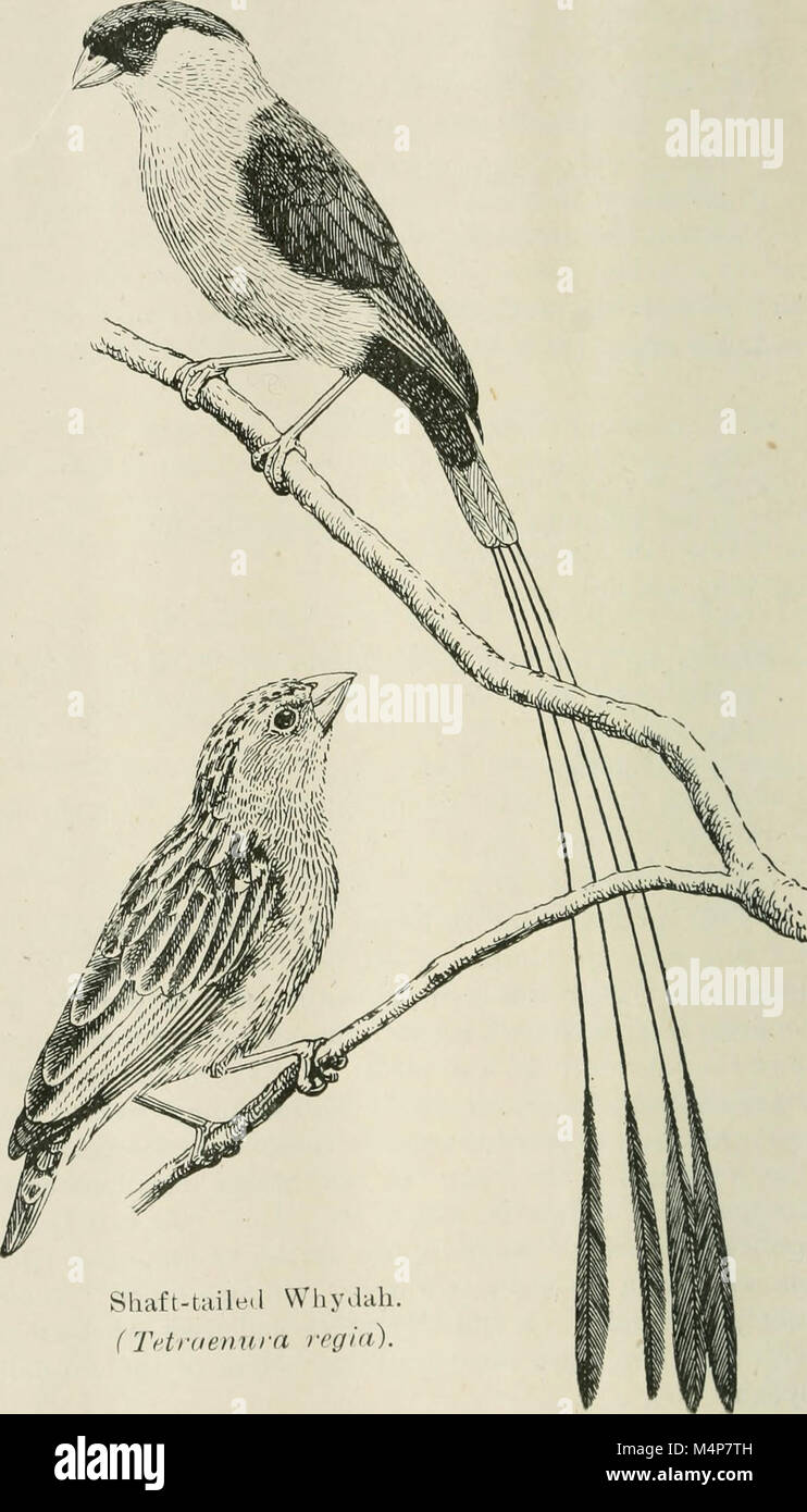 The 1917 publication *Bird Notes* compiles observations on bird species ...