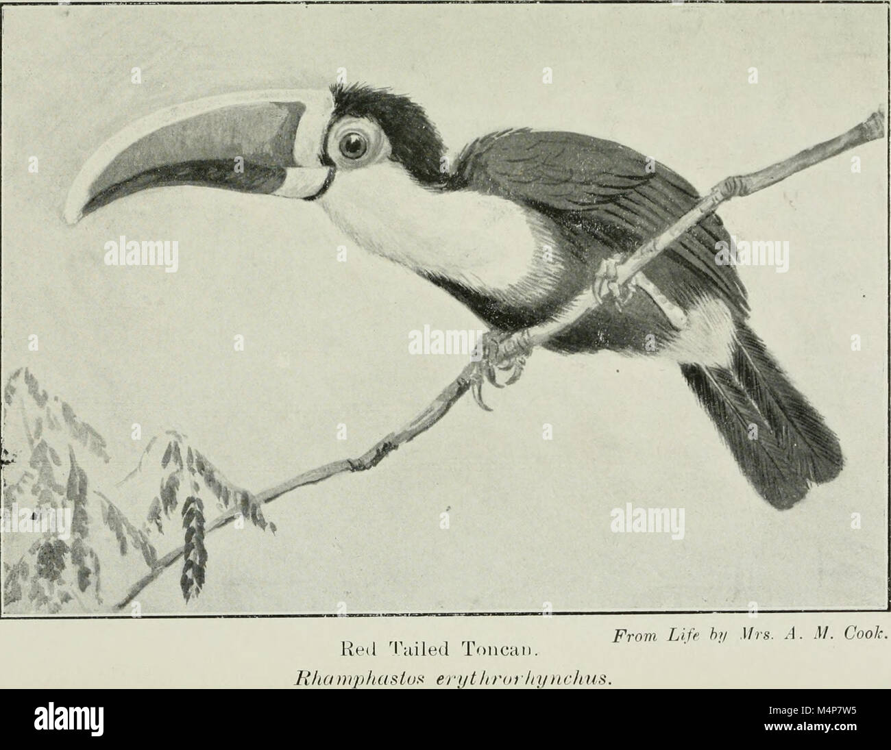 This 1919 publication offers a collection of observations and studies ...