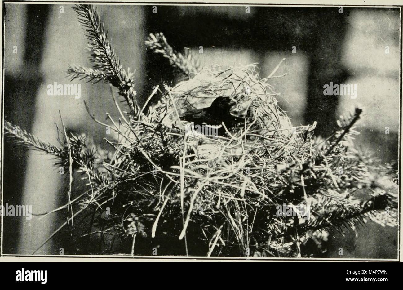 'Bird Notes' (1919) is a journal dedicated to birdwatching and ...