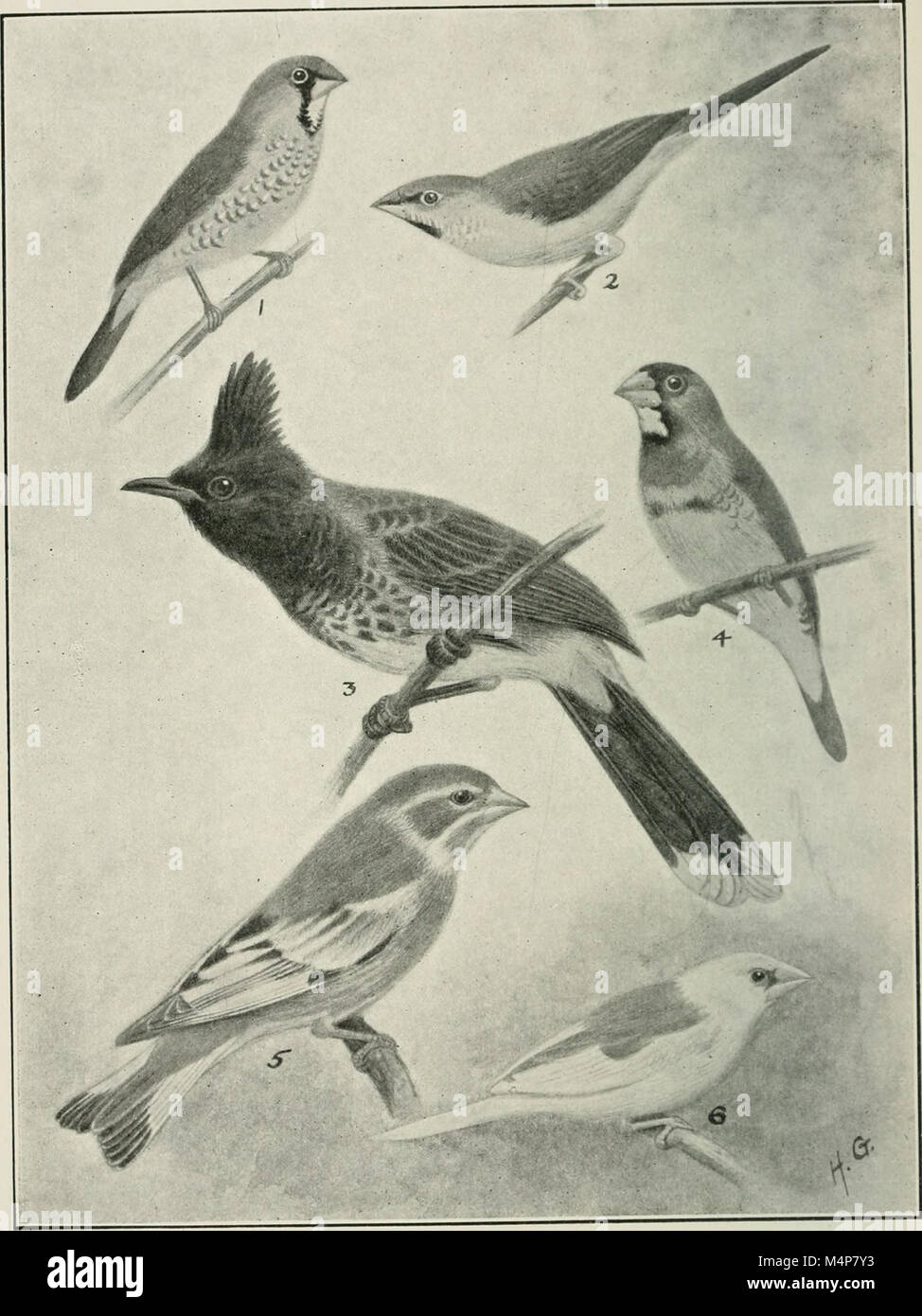 Bird notes (1922) (14752434121 Stock Photo - Alamy
