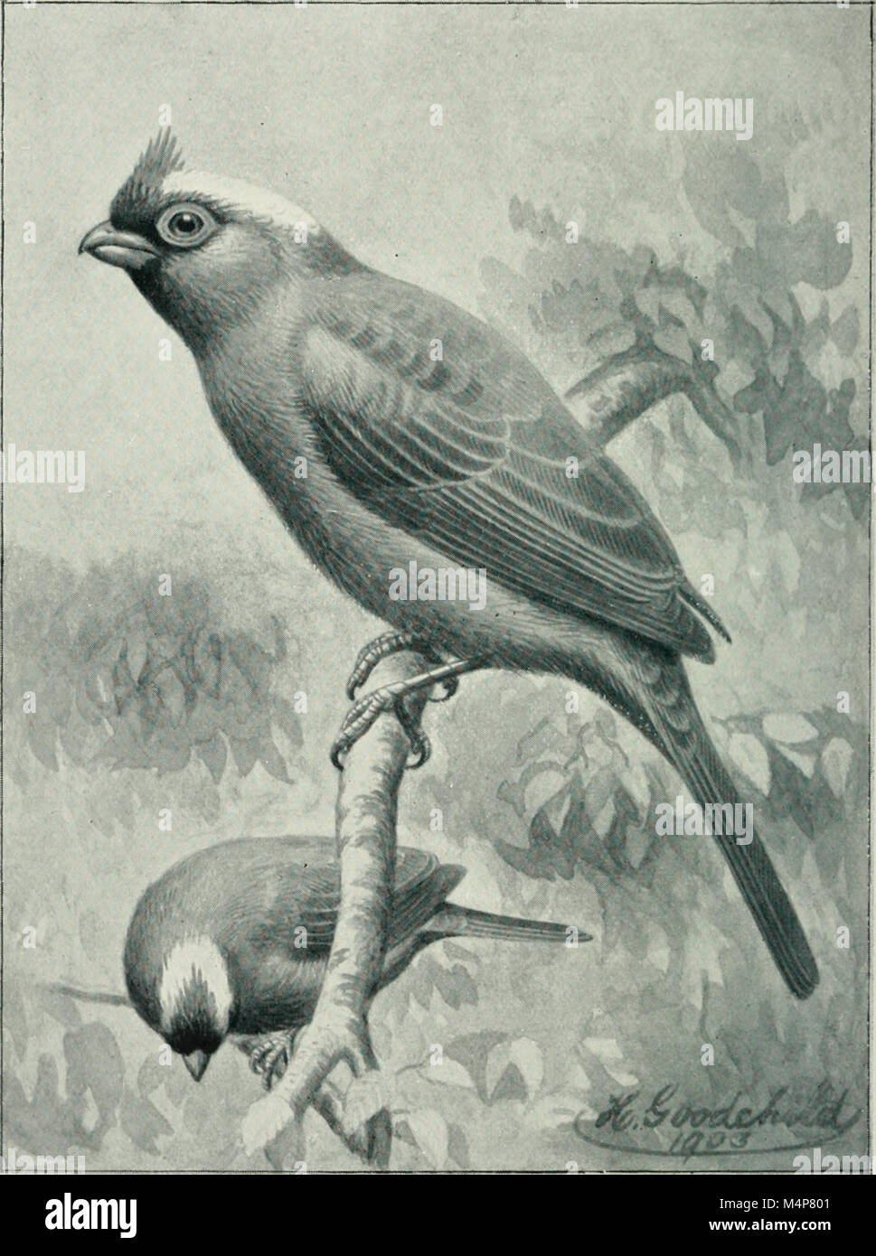 'Bird Notes' (1923) is a publication featuring observations on bird ...
