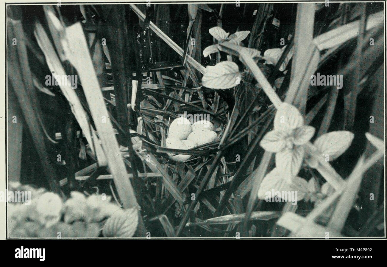 Bird Notes (1923) is a collection of observations and studies on ...