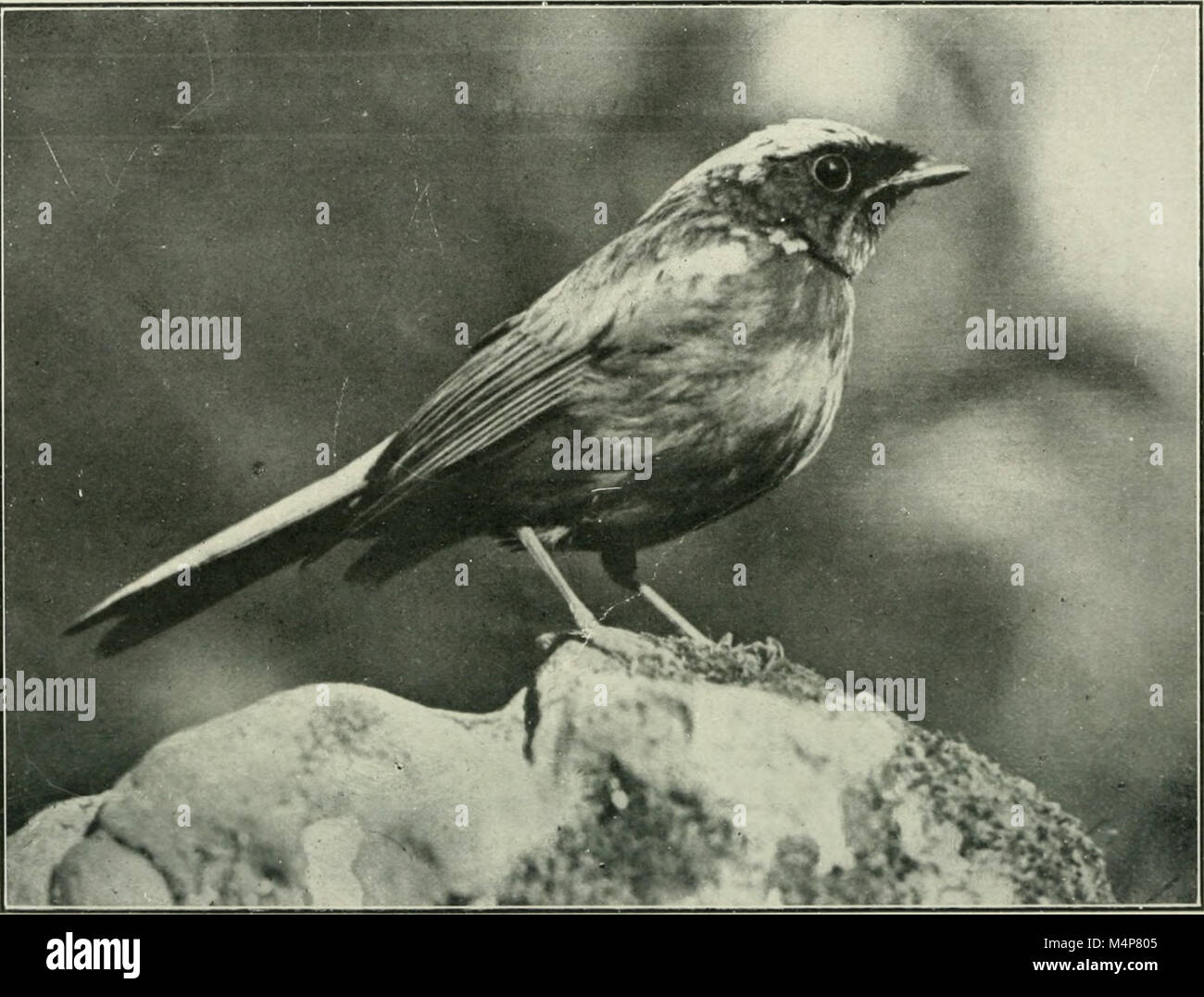 'Bird Notes' (1923) provides a collection of observations and studies ...