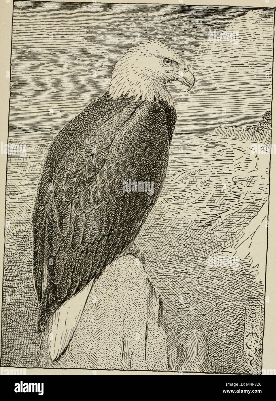 Bird Stories, published in 1921, is a collection of fictional and real ...