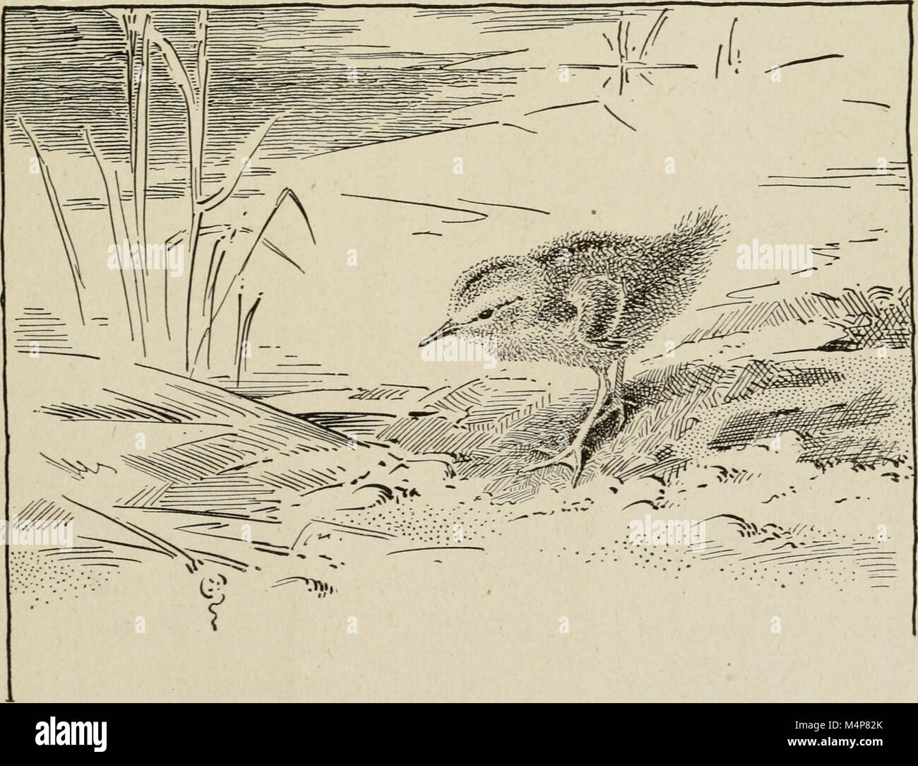 Bird Stories (1921) is a book that narrates various fascinating tales ...