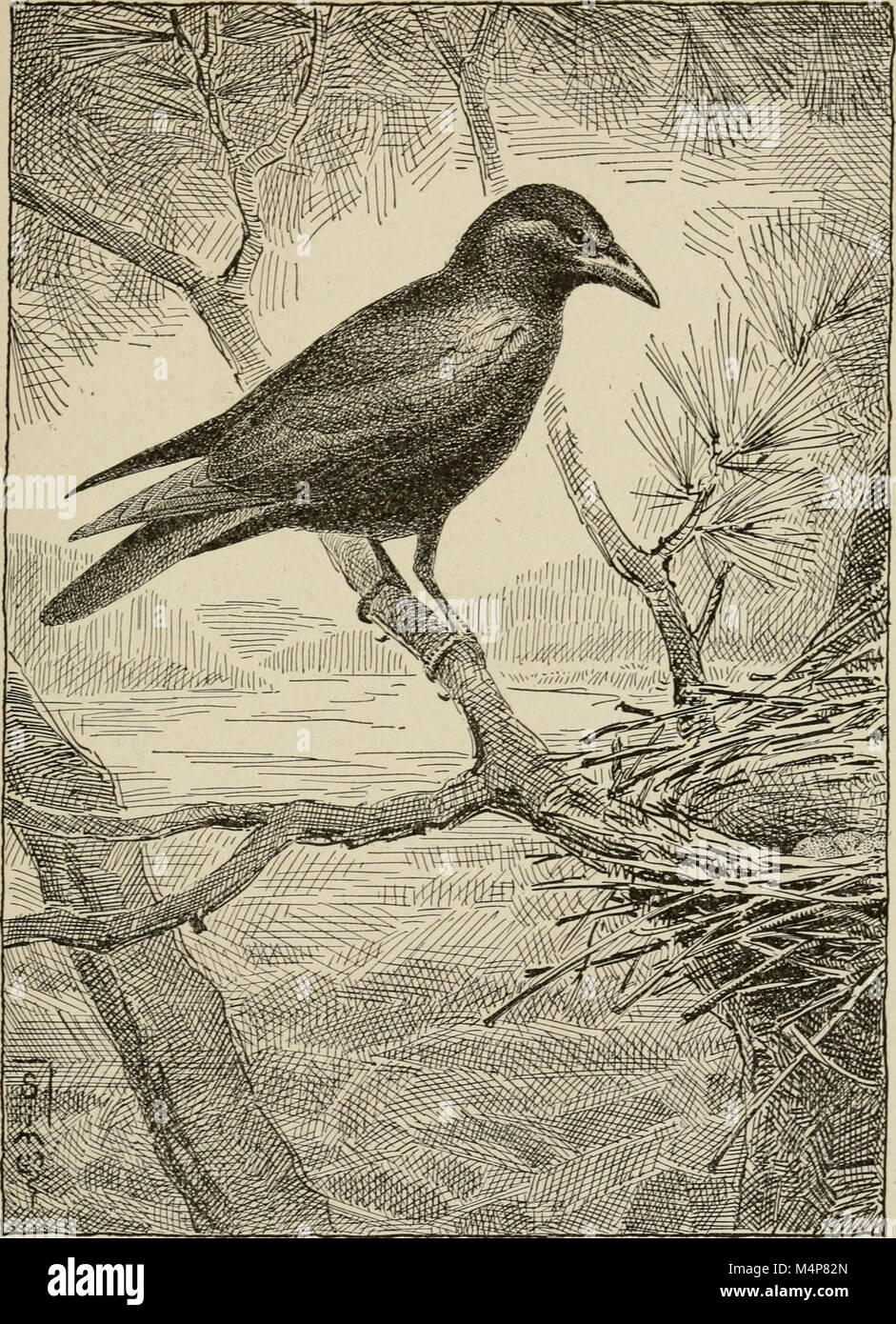 Bird Stories (1921) offers a collection of short stories and narratives ...