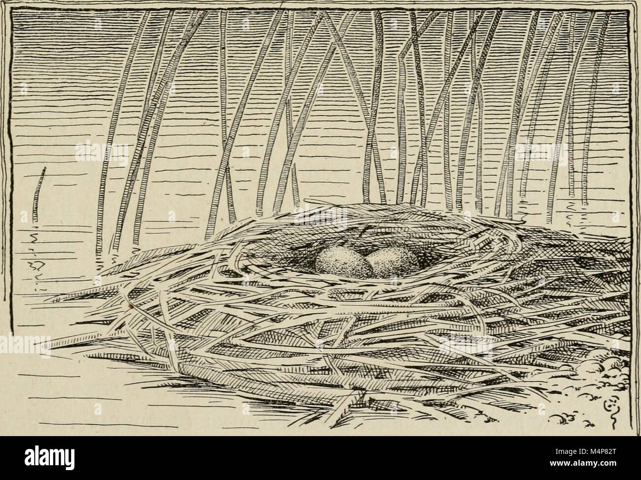 Bird stories (1921) (20197372418 Stock Photo - Alamy