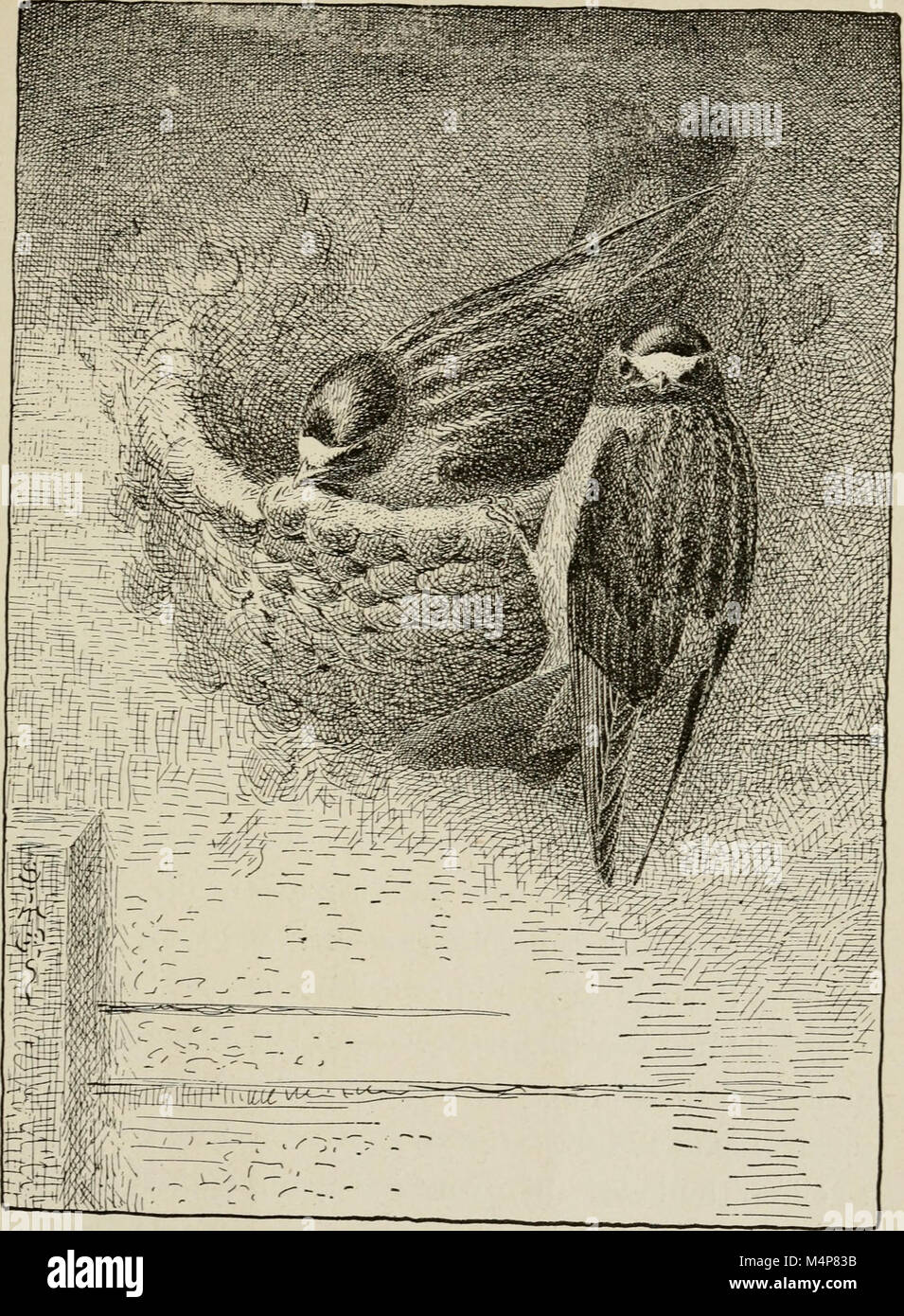 'Bird Stories' (1921) is a collection of tales about birds, focusing on ...