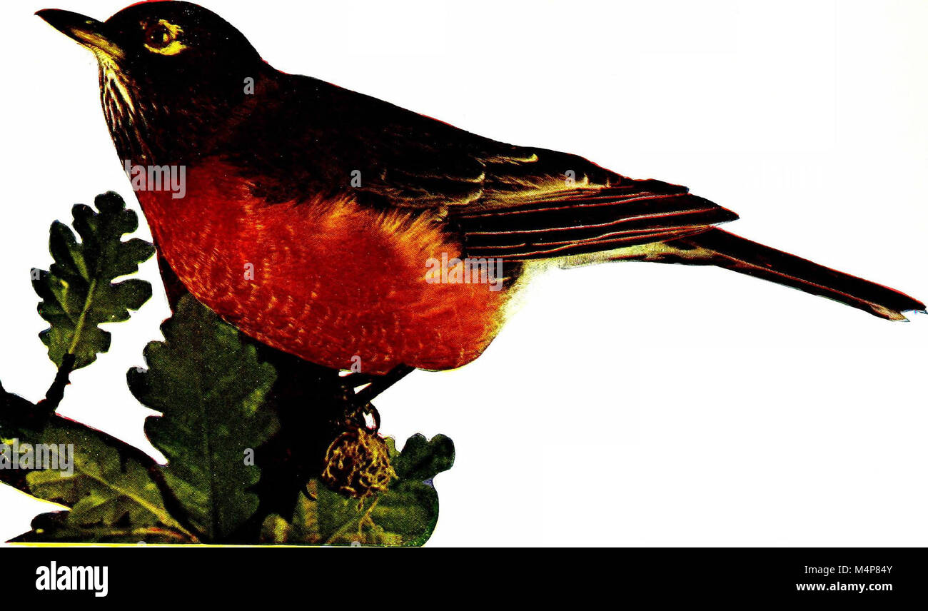 Bird studies for home and school; sixty common birds, their habits and ...