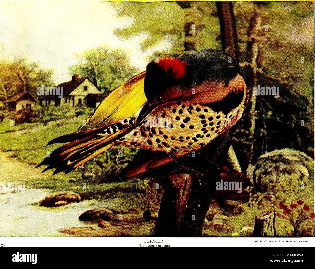 Bird studies for home and school hi-res stock photography and images ...