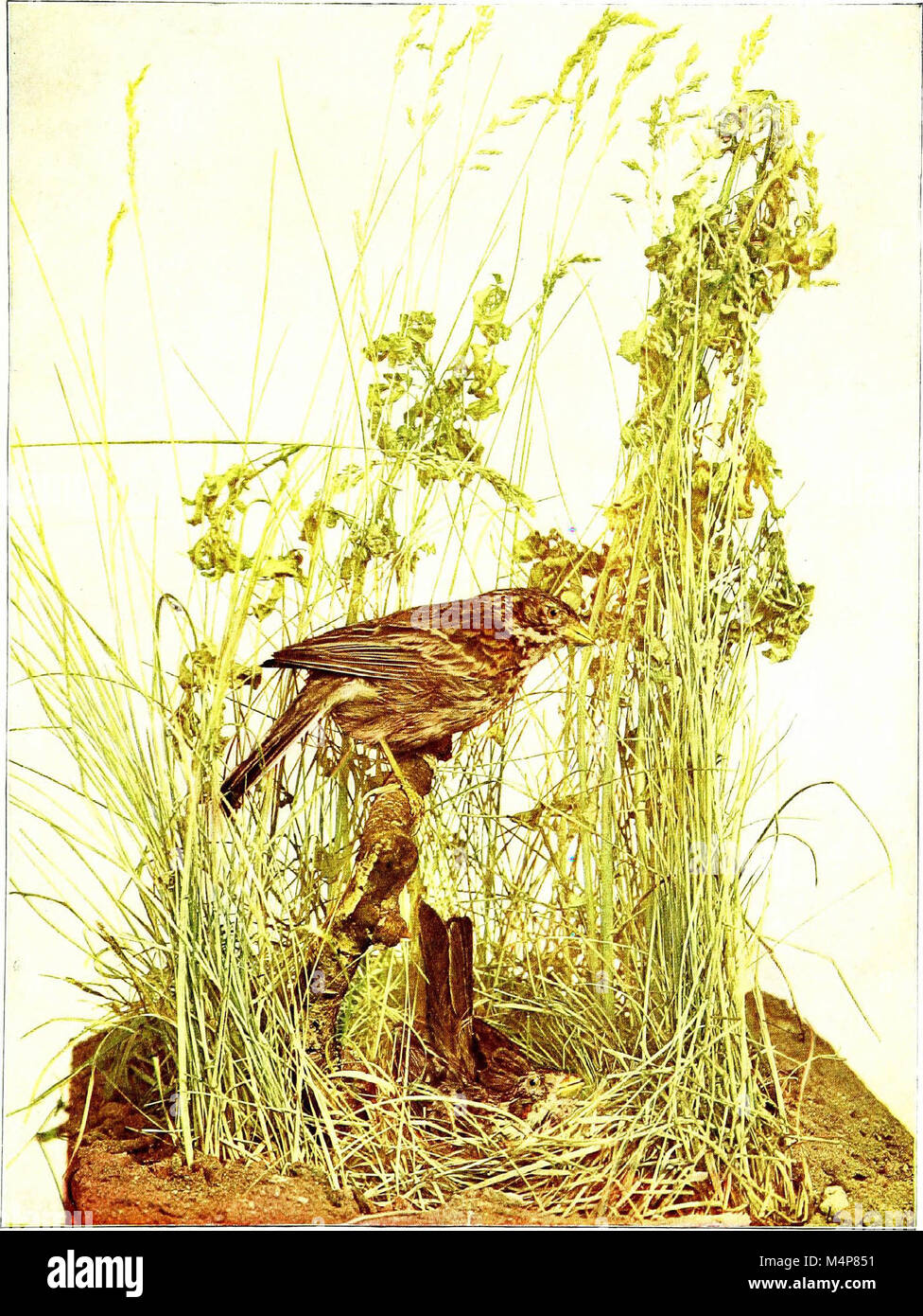This 1911 book provides detailed descriptions of 60 common bird species ...