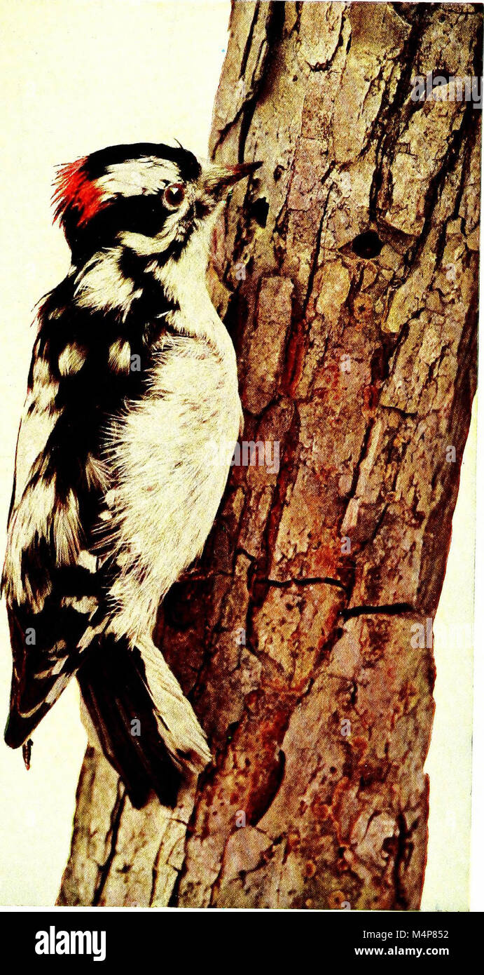 Bird studies for home and school; sixty common birds, their habits and ...