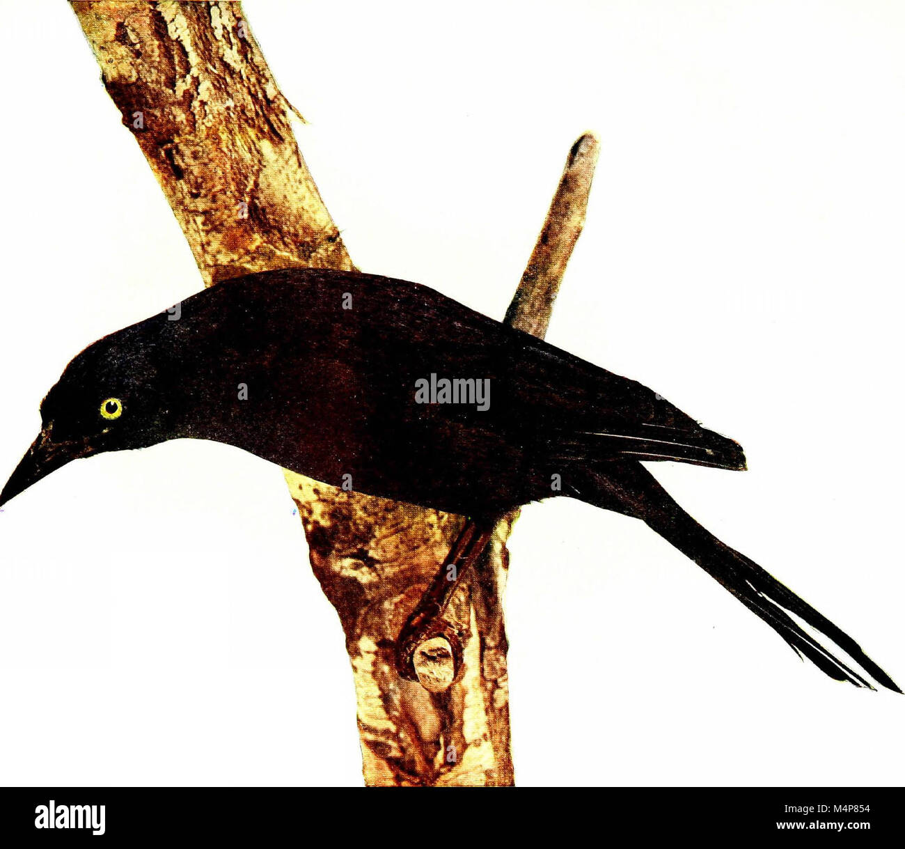 Bird studies for home and school; sixty common birds, their habits and ...