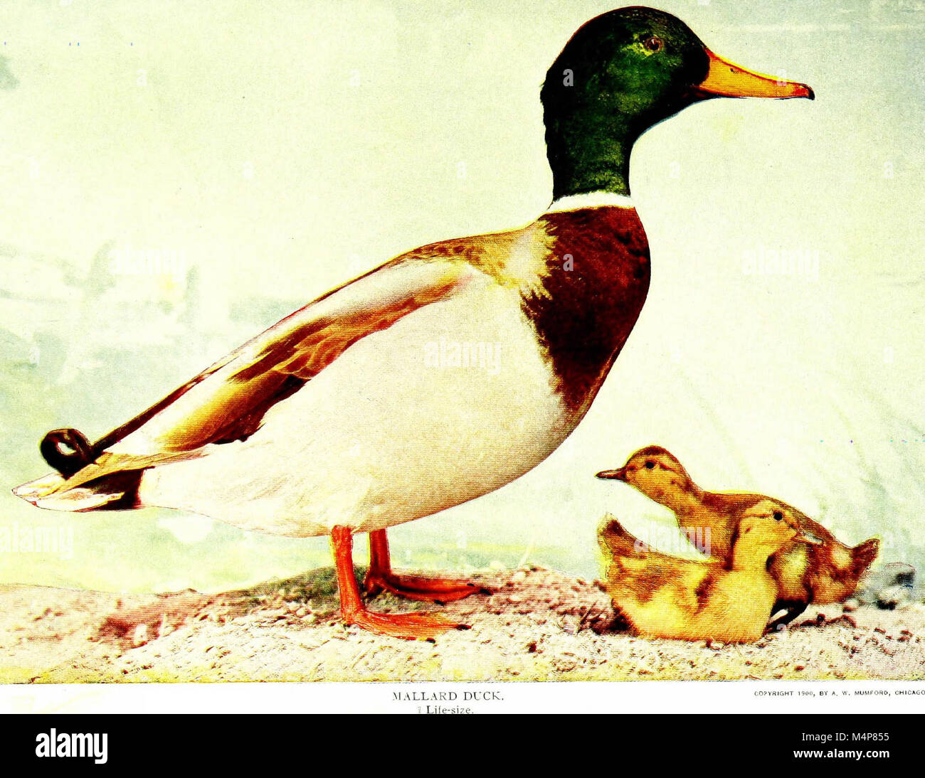 Bird studies for home and school hi-res stock photography and images ...