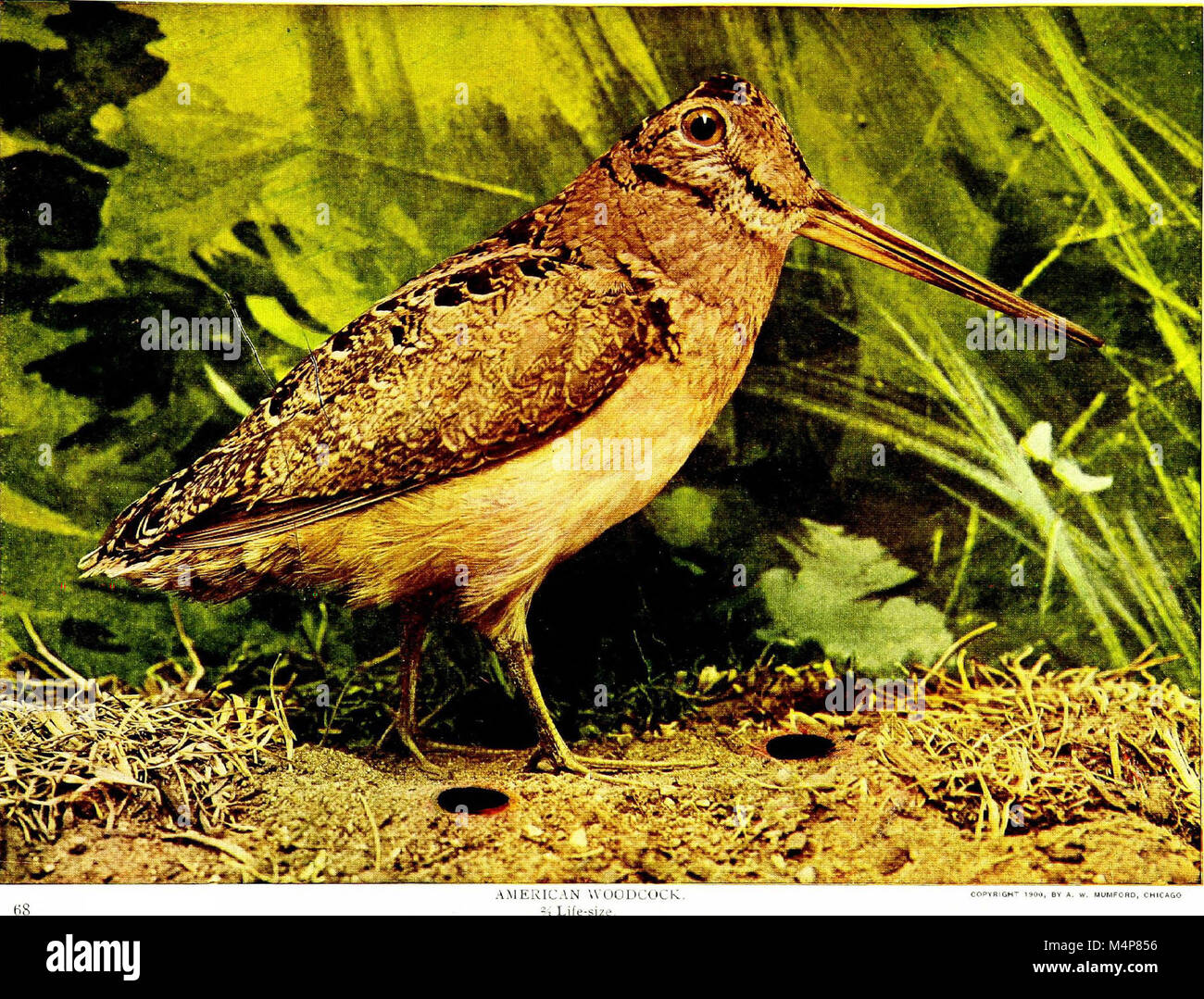 Bird studies for home and school; sixty common birds, their habits and ...