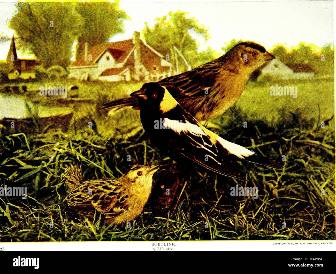 Bird studies for home and school hi-res stock photography and images ...