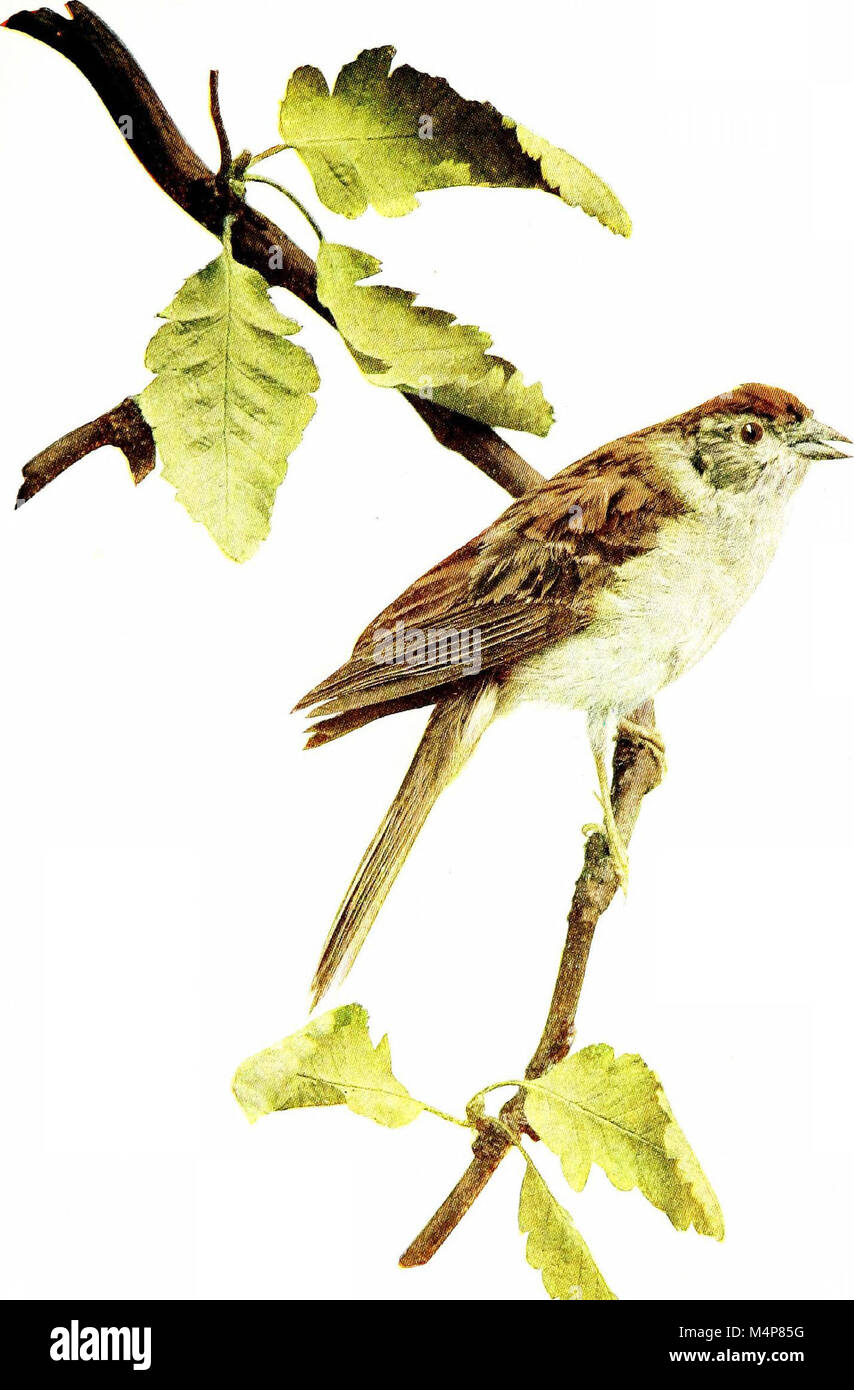 Bird studies for home and school hi-res stock photography and images ...