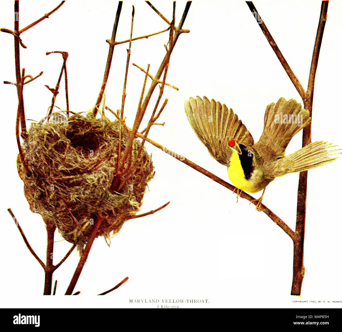 Bird studies for home and school hi-res stock photography and images ...