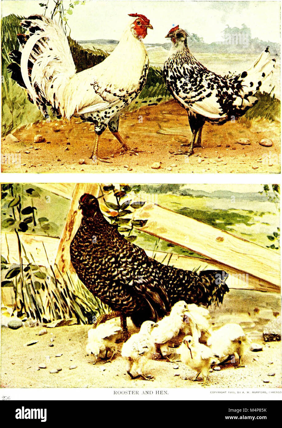 Bird studies for home and school hi-res stock photography and images ...