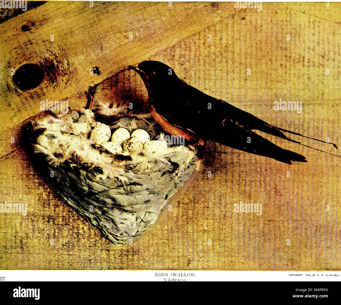 Bird studies for home and school hi-res stock photography and images ...