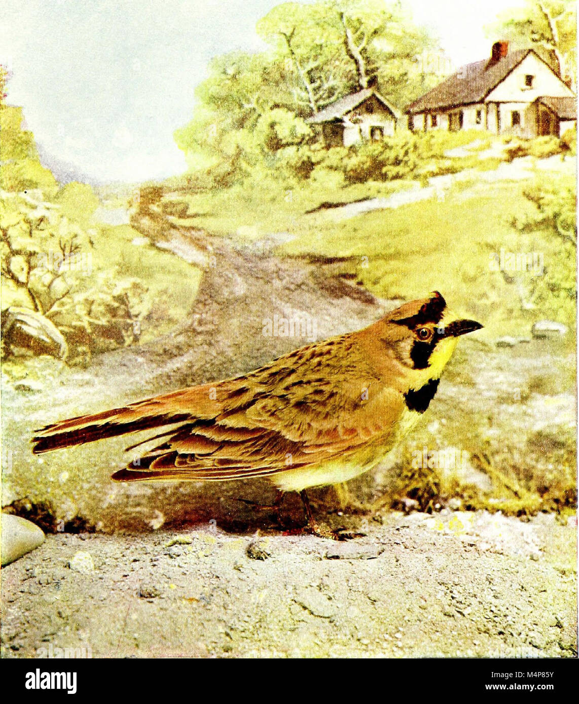 Bird studies for home and school hi-res stock photography and images ...