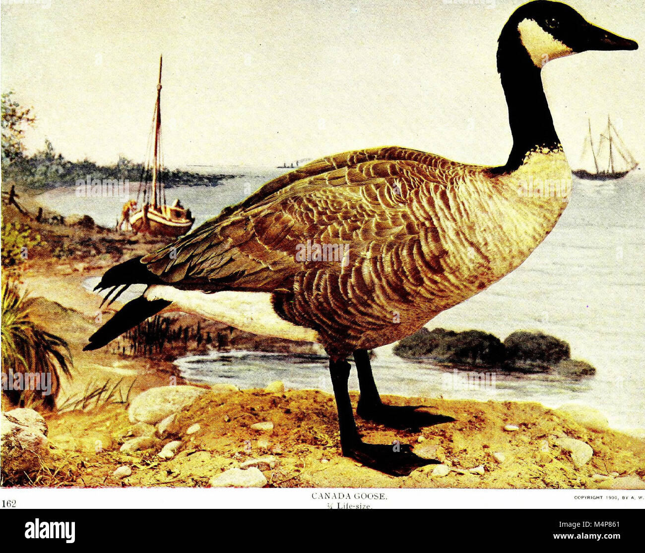 Bird studies for home and school hi-res stock photography and images ...