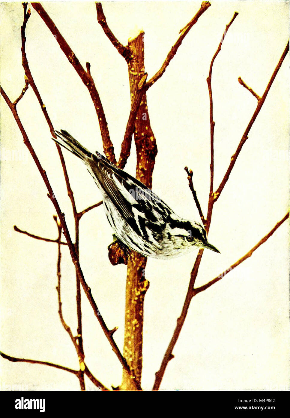 Bird studies for home and school hi-res stock photography and images ...