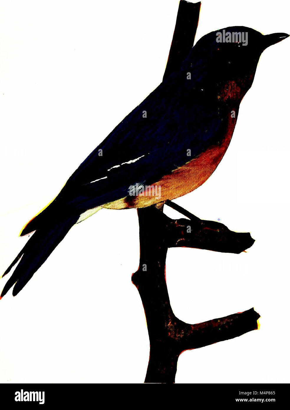 Bird studies for home and school; sixty common birds, their habits and ...