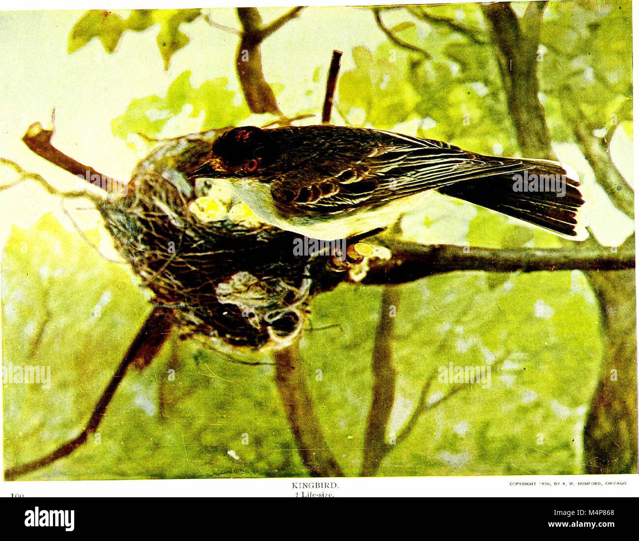 Bird studies for home and school hi-res stock photography and images ...