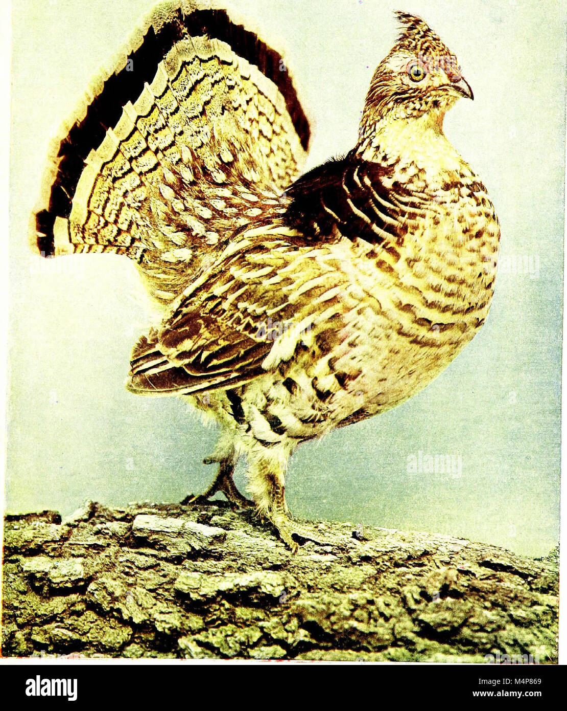 Bird studies for home and school; sixty common birds, their habits and ...