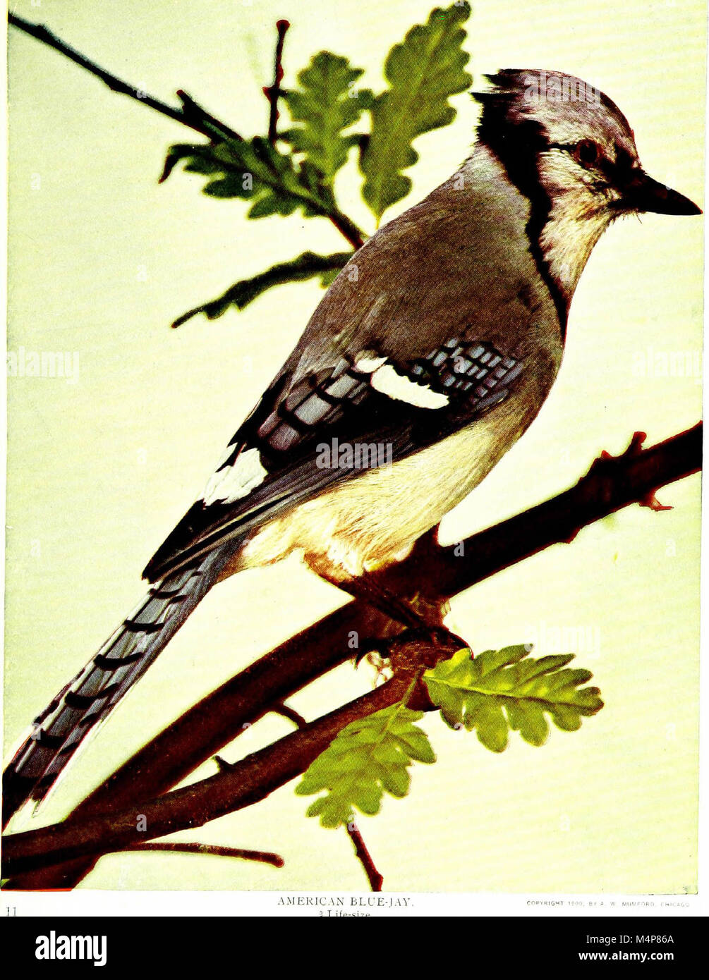 Bird studies for home and school hi-res stock photography and images ...