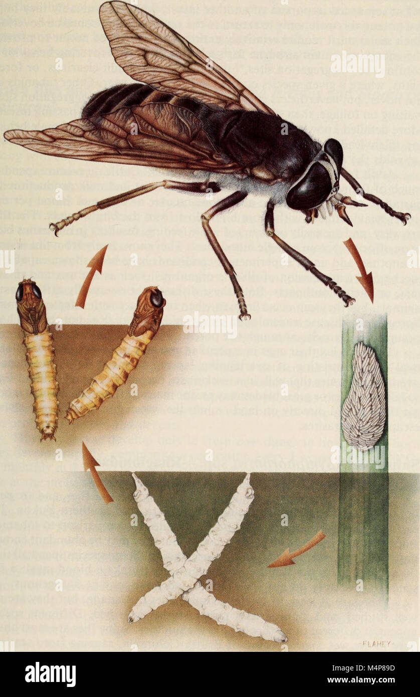 This 1985 study examines the impact of biting flies on humans and ...
