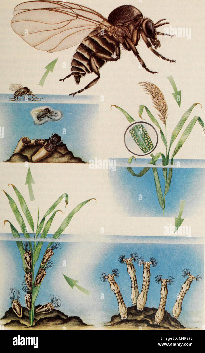 This 1985 study explores the impact of biting flies on both humans and ...
