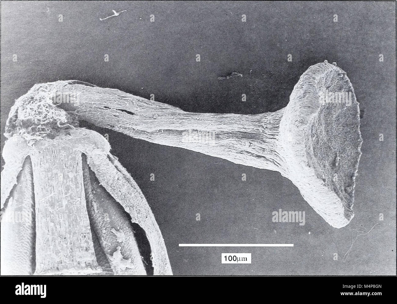 *Blind Seed Disease* (1567) discusses a condition affecting plants ...