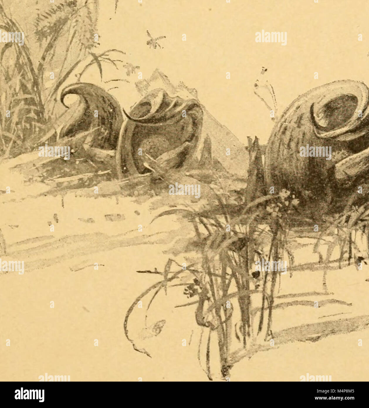 This 1901 work explores the symbiotic relationships between wildflowers ...