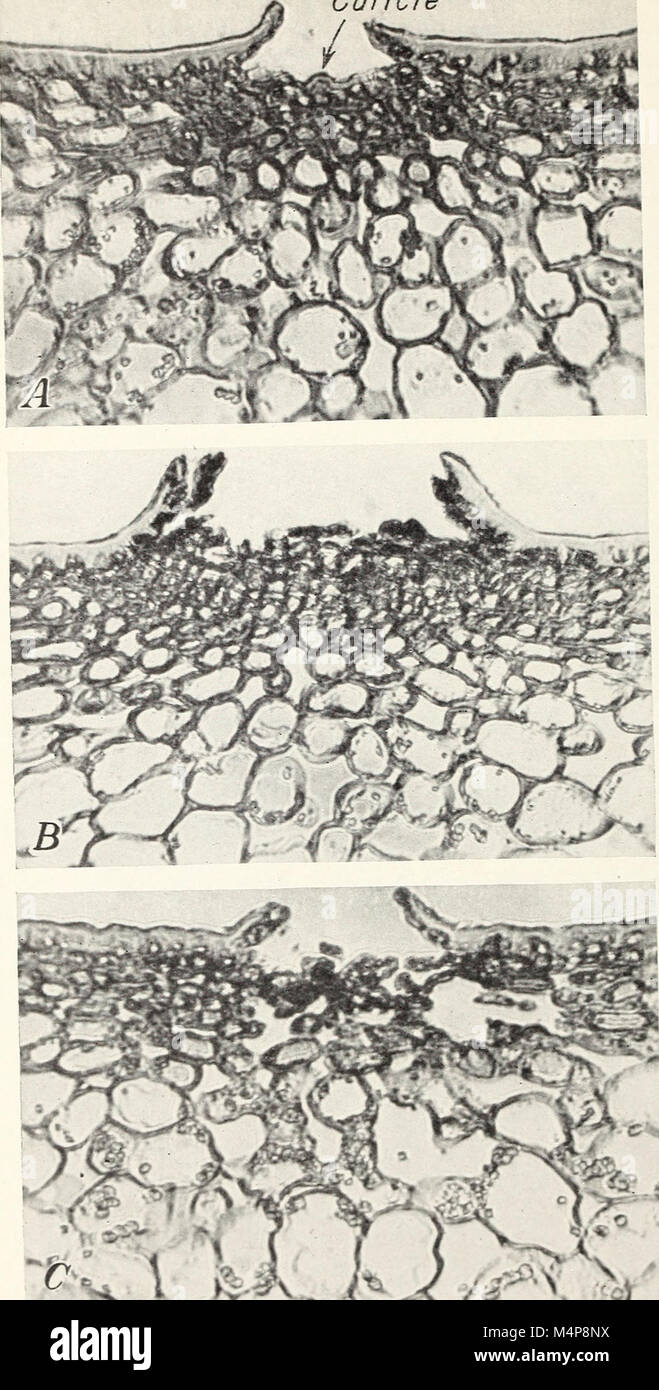 Blue mold decay of Delicious apples in relation to handling practices ...