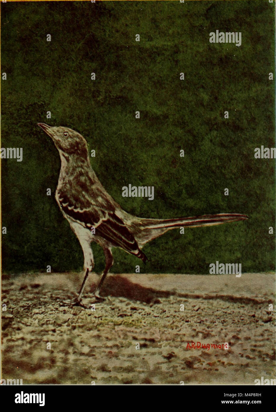 'Bob; the Story of Our Mocking-bird' (1899) is a personal narrative ...