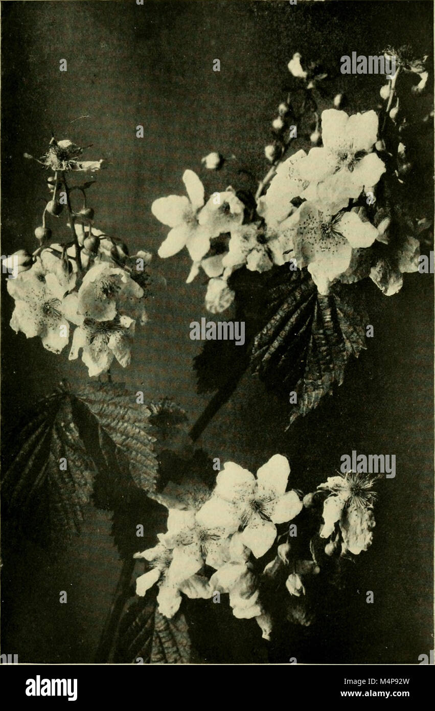*Bog-trotting for orchids* (1904) is a guide for orchid hunters ...
