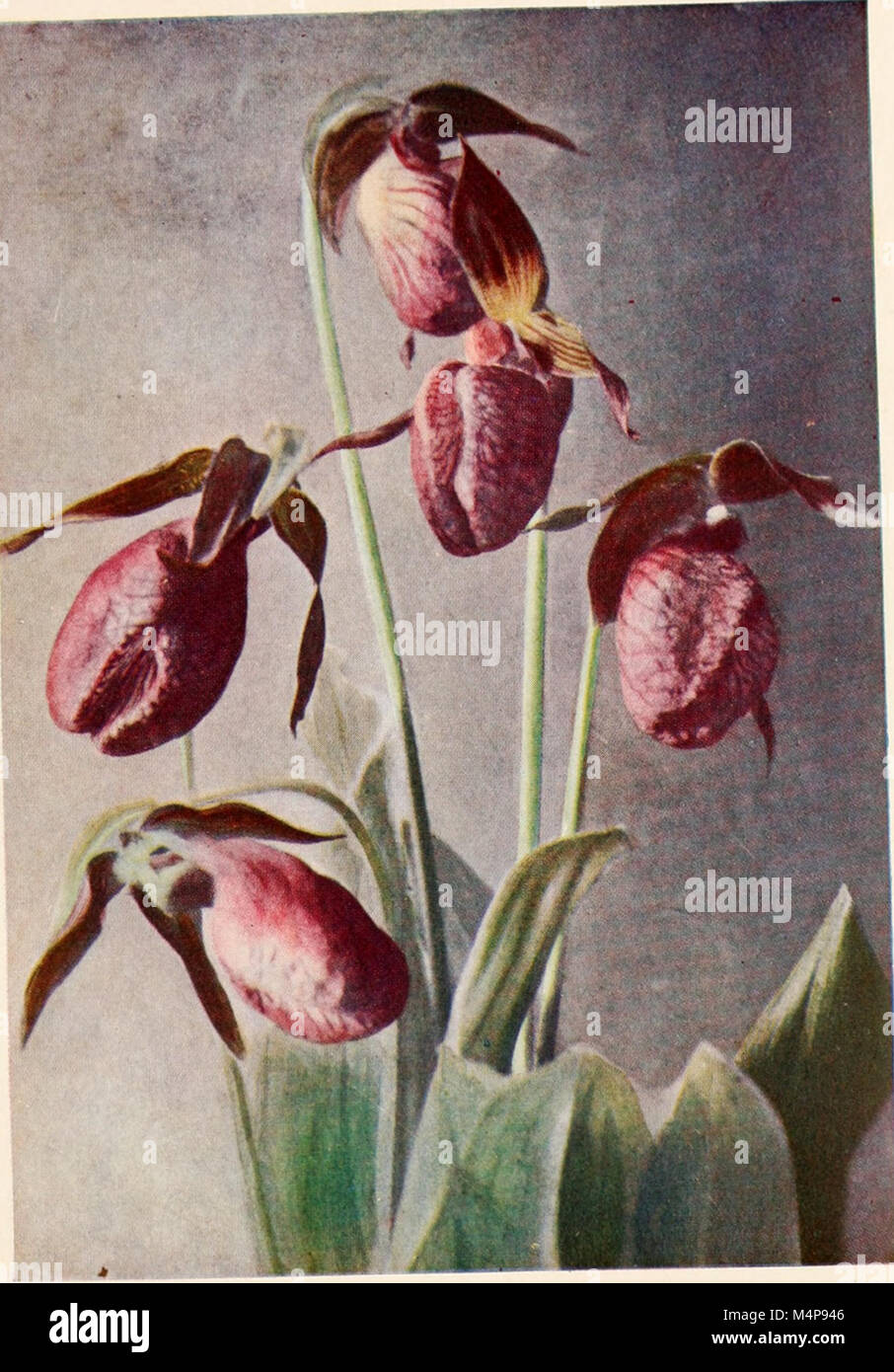 A 1904 guidebook focused on orchid hunting in bogs, detailing the ...