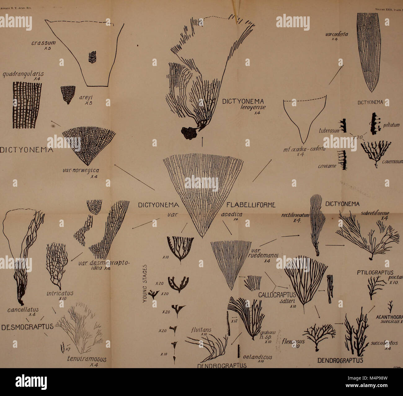 Annals of the New York Academy of Sciences (1912) (18415836201 Stock ...
