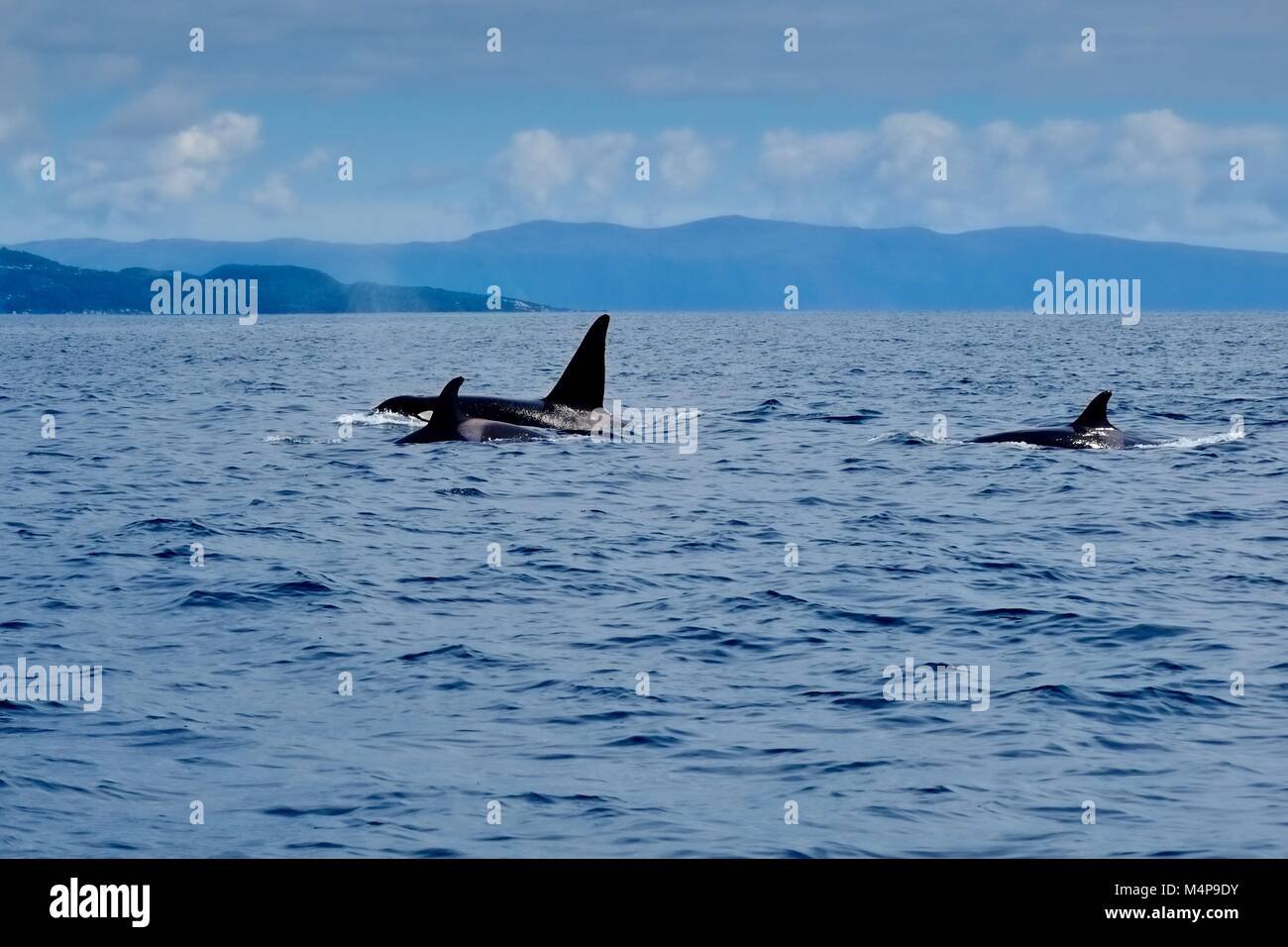 Images Of Blue Whales And Pandas